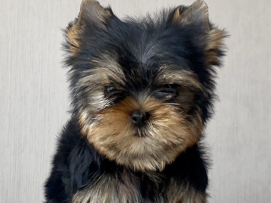 Йоркширский терьер щенки