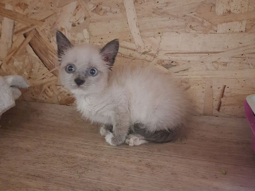 Котенок