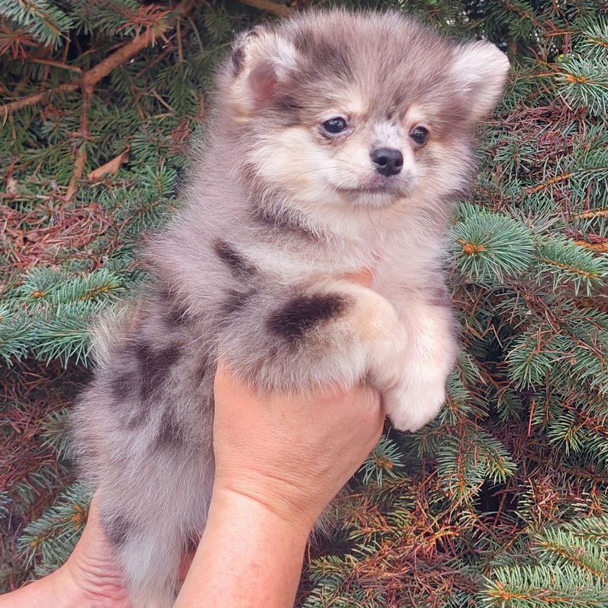 Шпиц+чихуашка