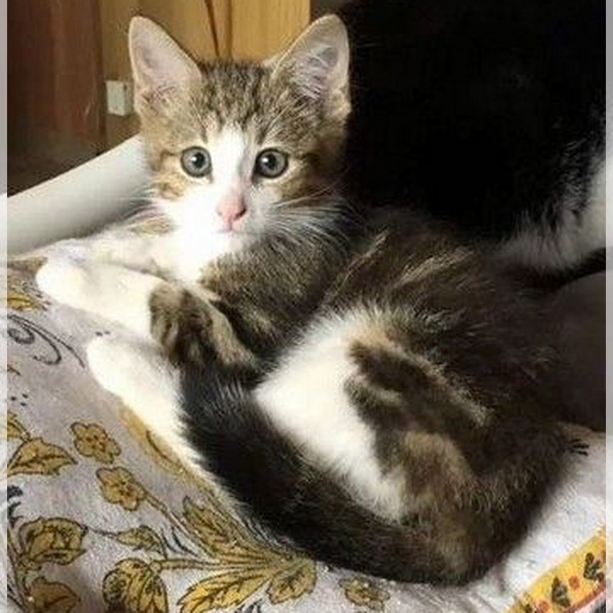 Котёнок в добрые руки