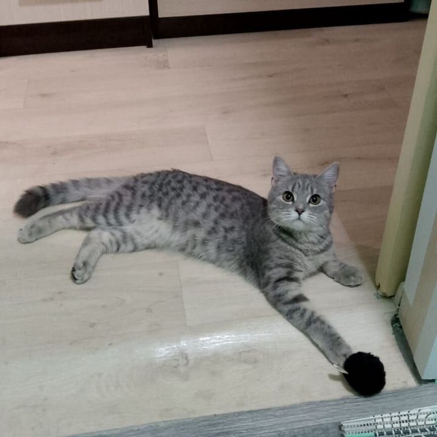 Отдам породистого котика