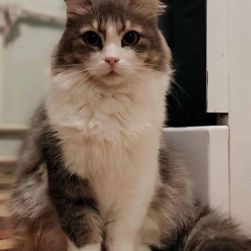 Красивая кошка