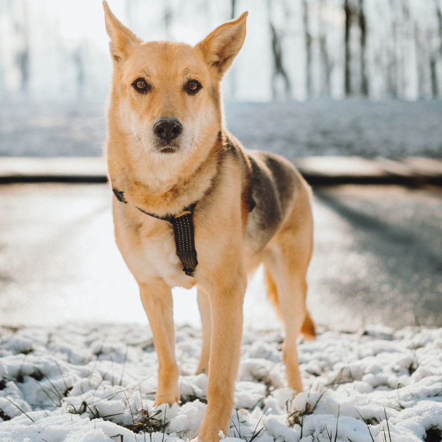 Взрослая собака в добрые руки
