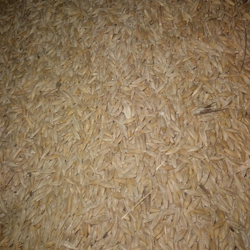 Продам ячмень