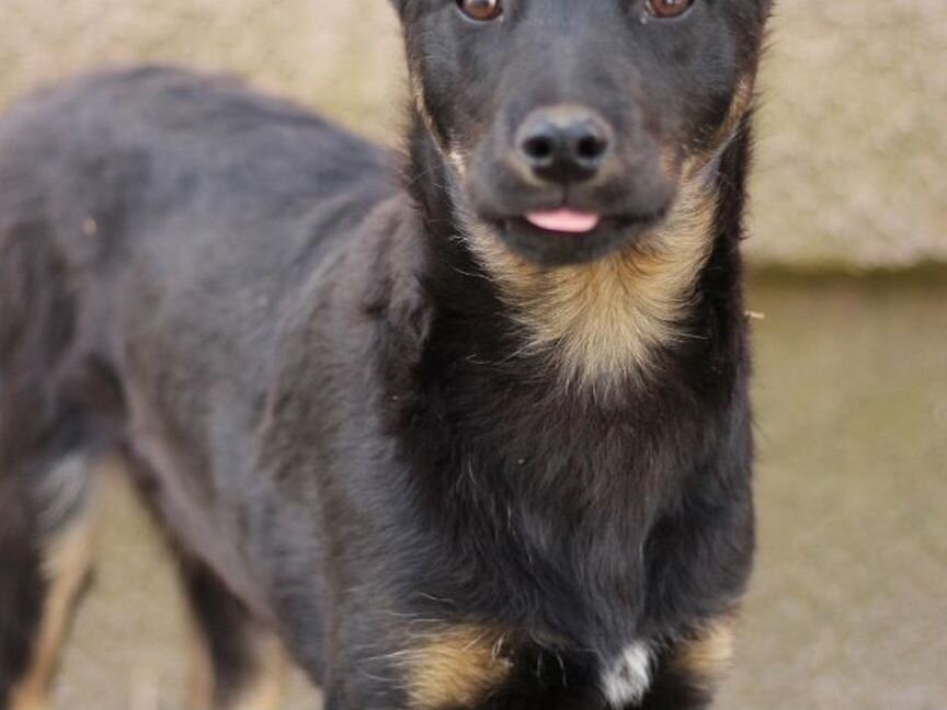 Щенки в добрые руки