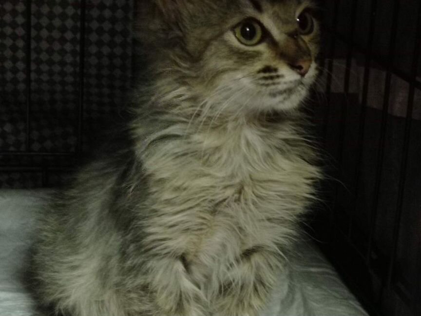 Котёнок пушистый мальчик в добрые руки