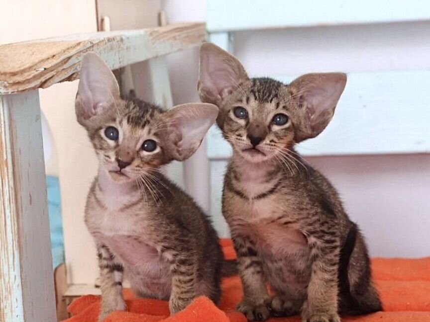 Ориентальные котята экстрим
