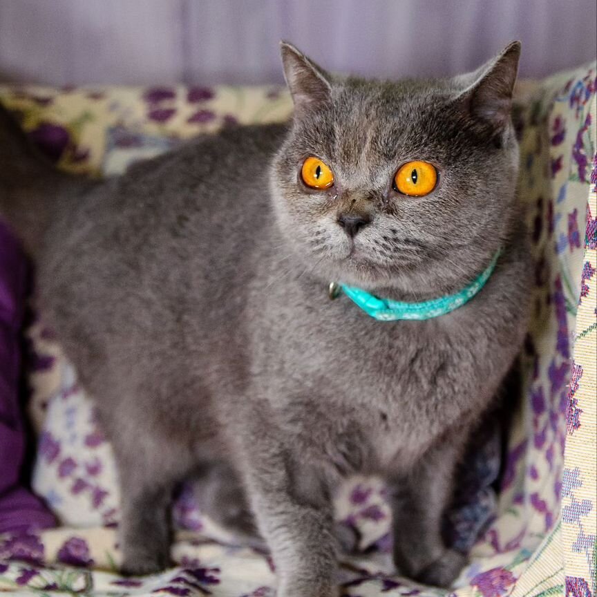 Кошки