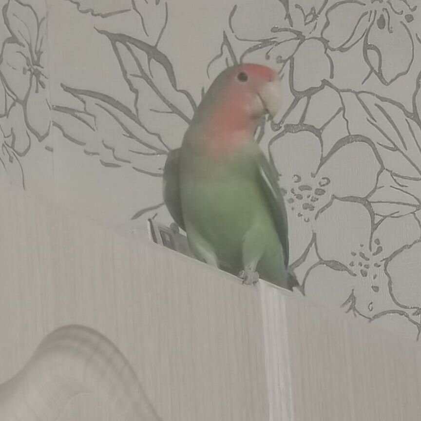 Попугай неразлучники с клеткой