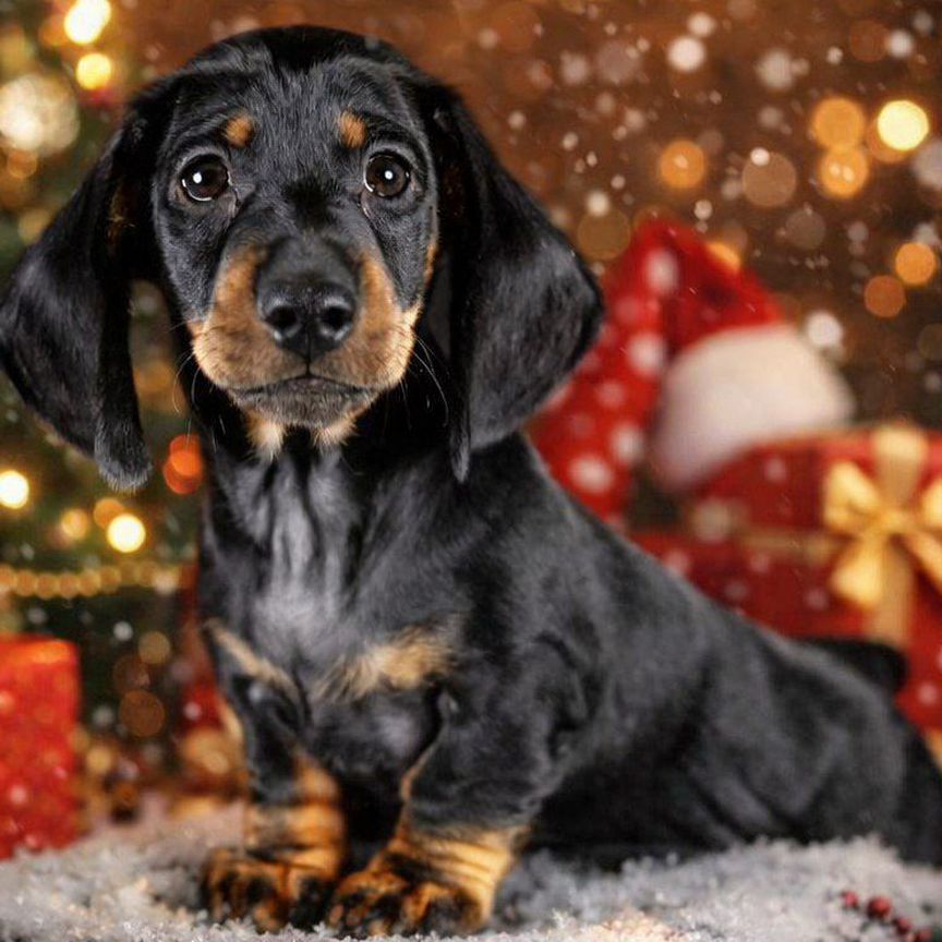 Карликовая такса, щенок