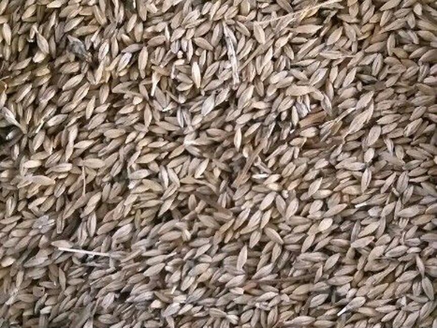 Ячмень кормовой