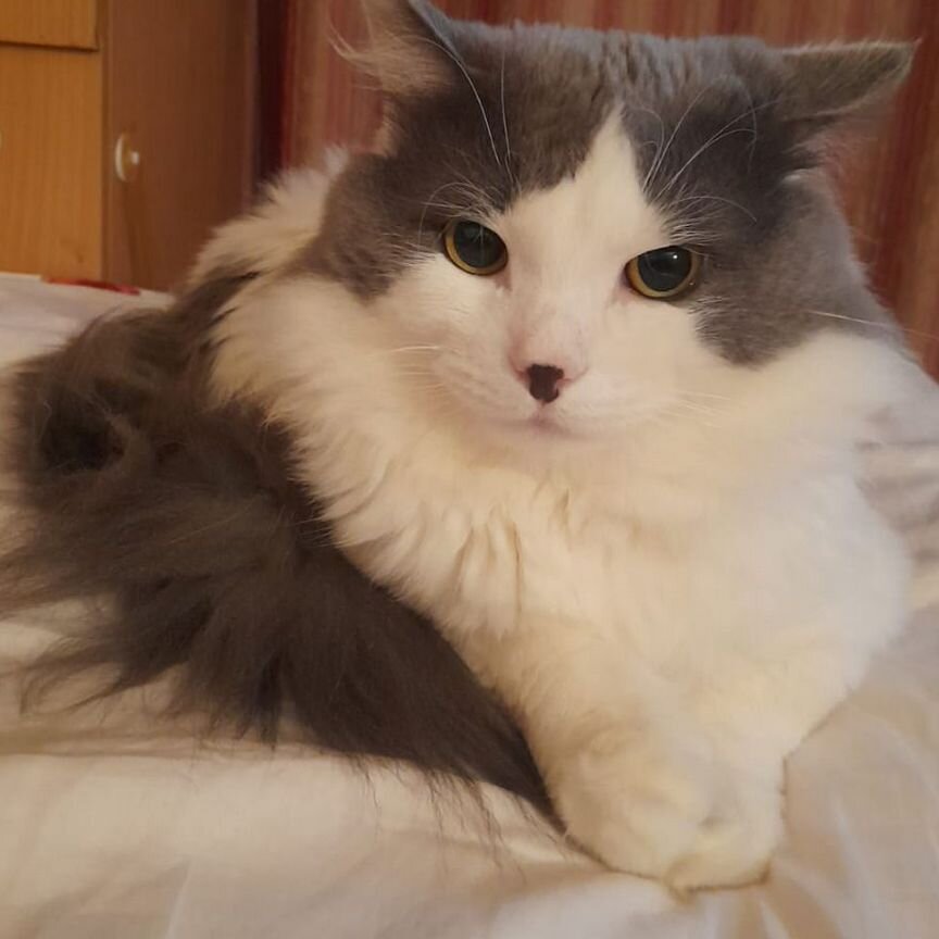 Взрослый кот в добрые руки