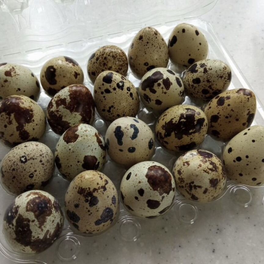 Яйца перепелиные домашние