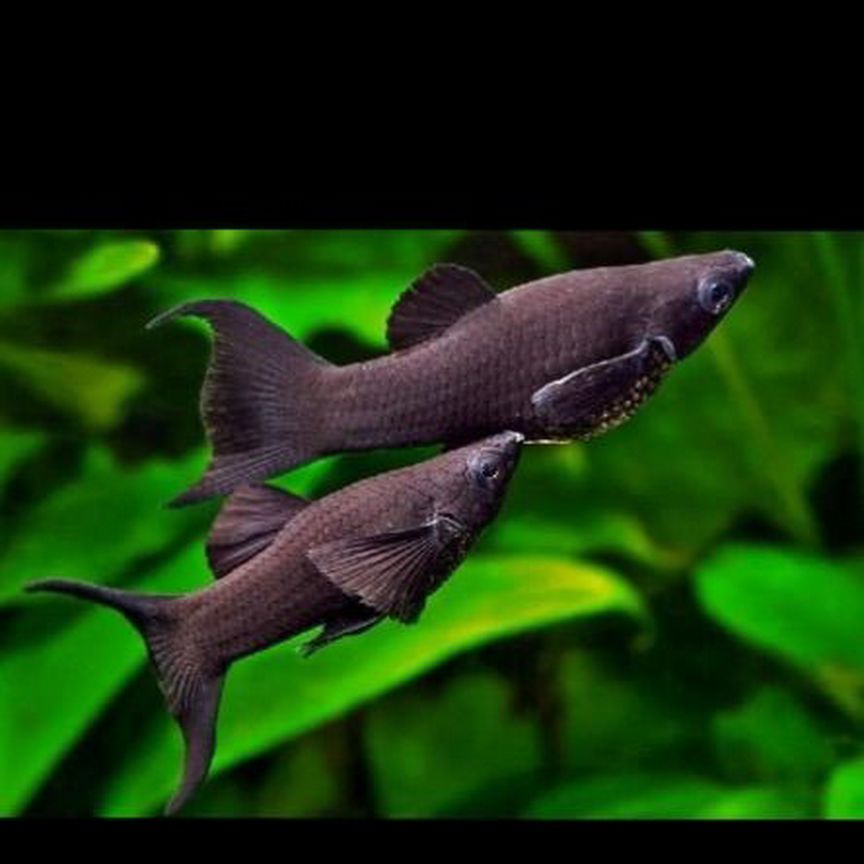 Моллинезии обмен