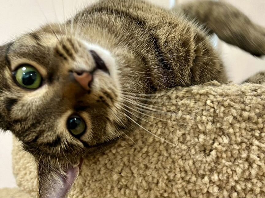 Харизматичная игривая кошка