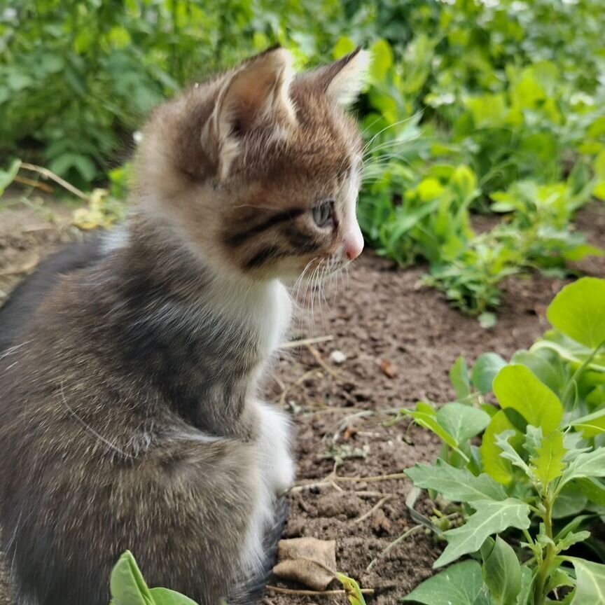 Кошки в добрые руки бесплатно