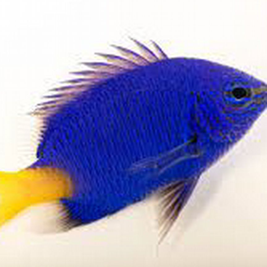 Морская рыбка Хризиптера желтохвостая