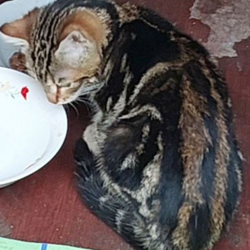 Котик красавчик 6 мес, окрас Табби
