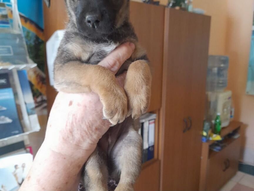 Эльза ищет дом