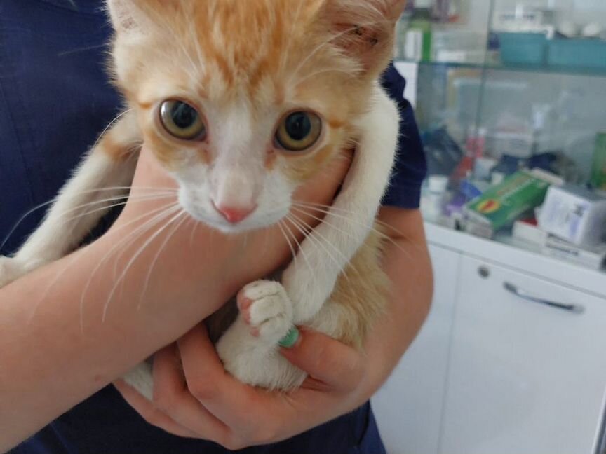 Котёнок Янтарёк ищет дом