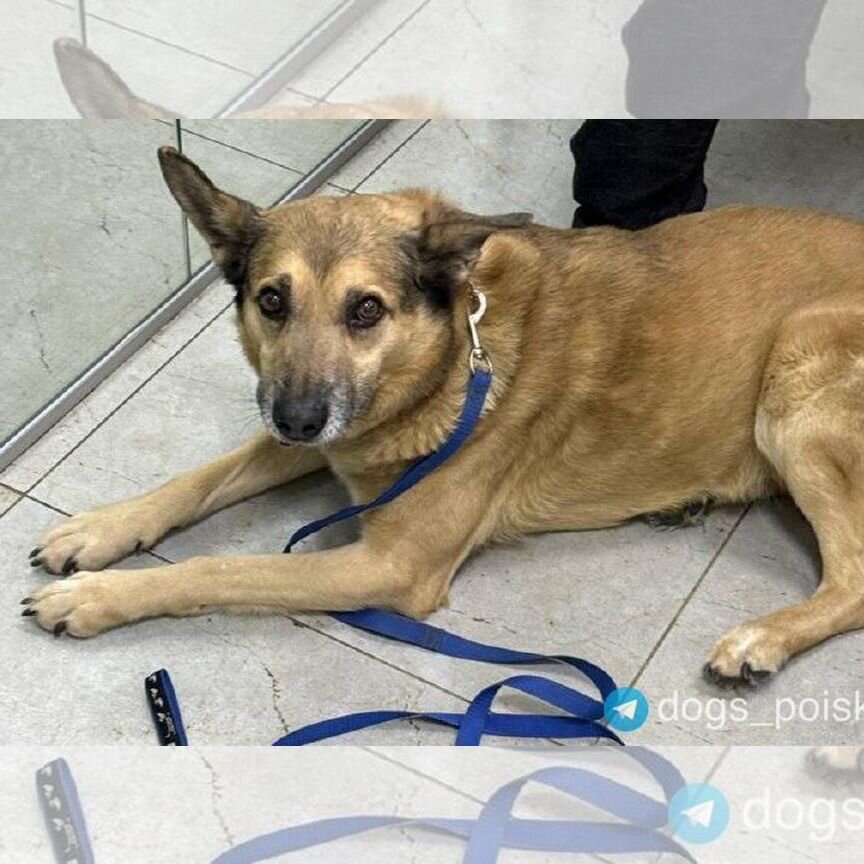 Взрослый пёс в добрые руки