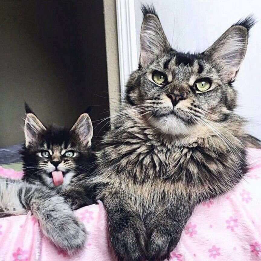 Котята