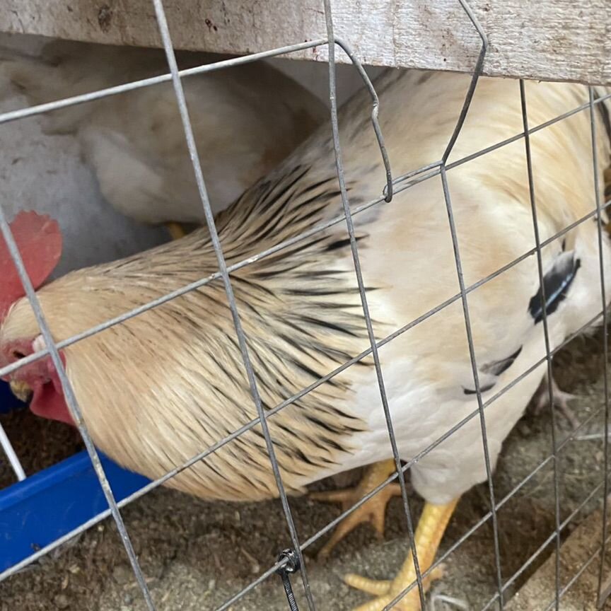 Молодые петухи