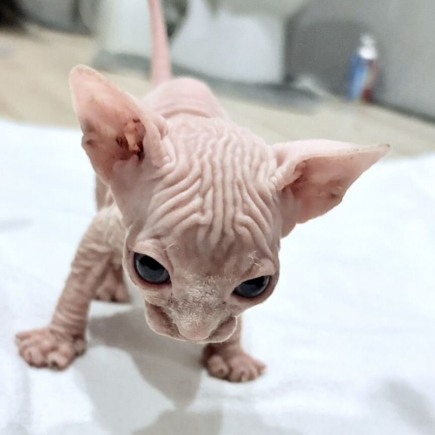Канадский сфинкс котенок
