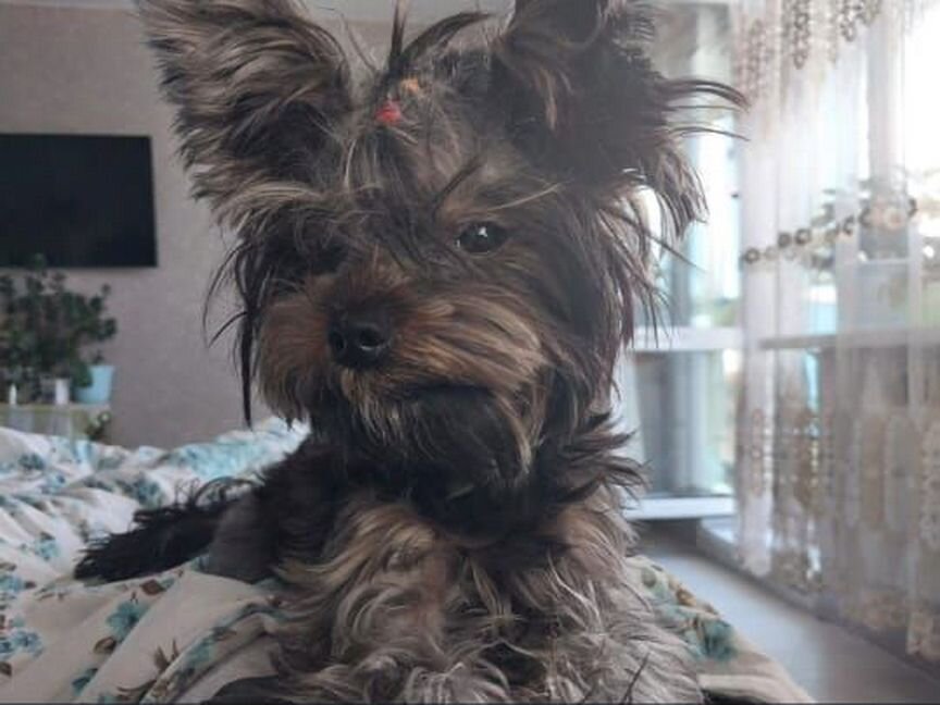 Йоркширский терьер