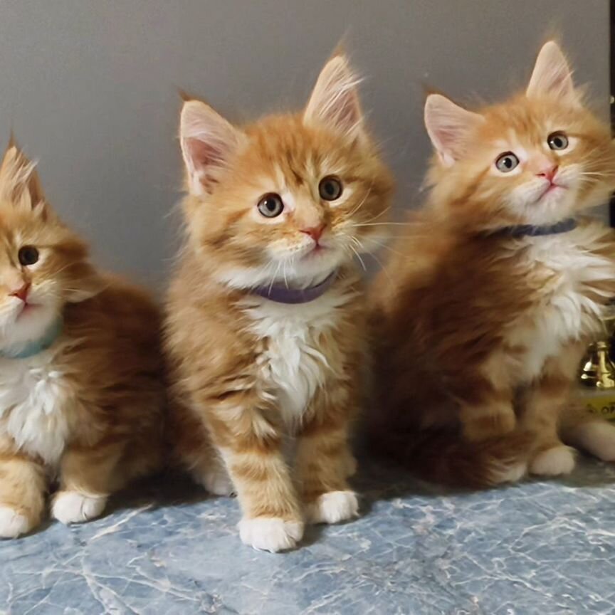 Котята Мейн-Кун из питомника от Чемпиона. Мальчики