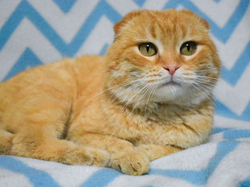 Шотландский вислоухий кот в добрые руки