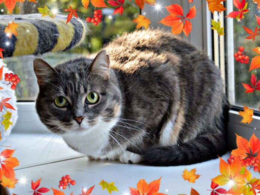 Спокойная и тихая кошка Малыша. Ищем дом