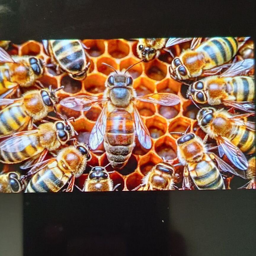 Пчелиная семья