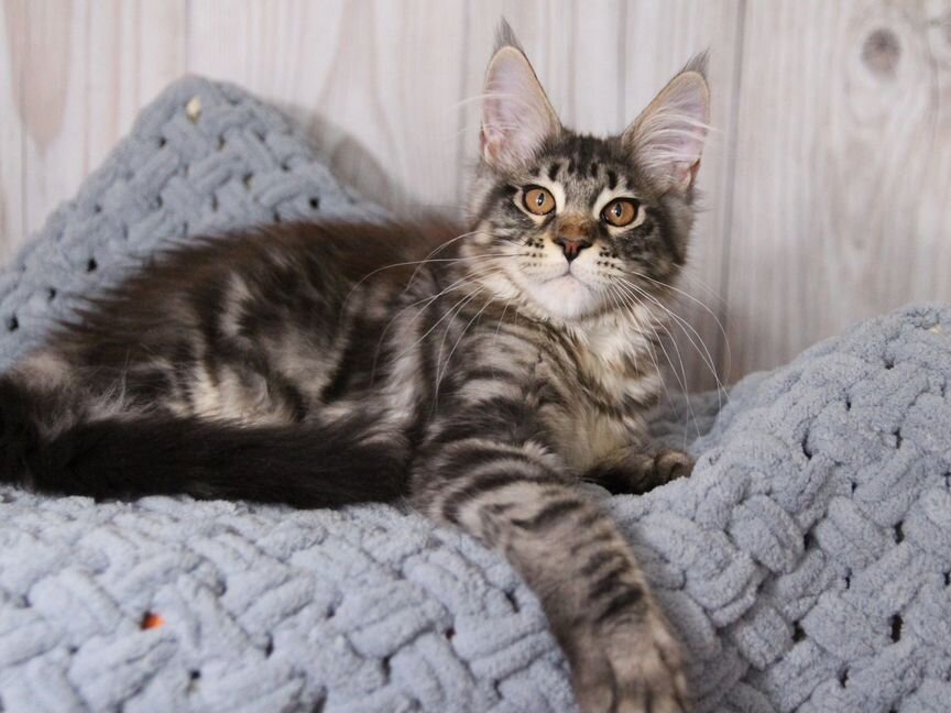 Котята мейн-кун девочка