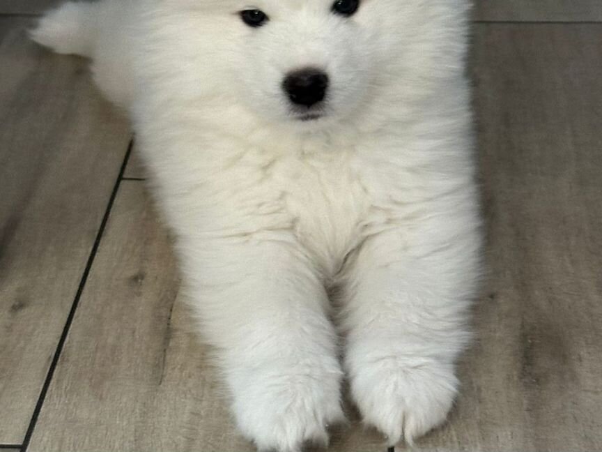 Самоедская лайка, мальчик, РКФ