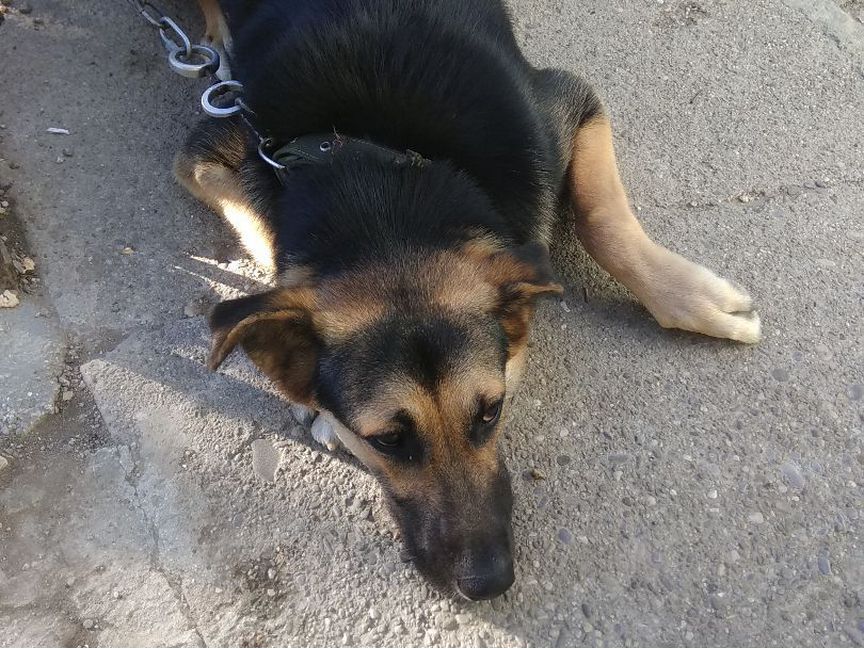 Рой ищет хозяина, 8 месяцев, привит, активный