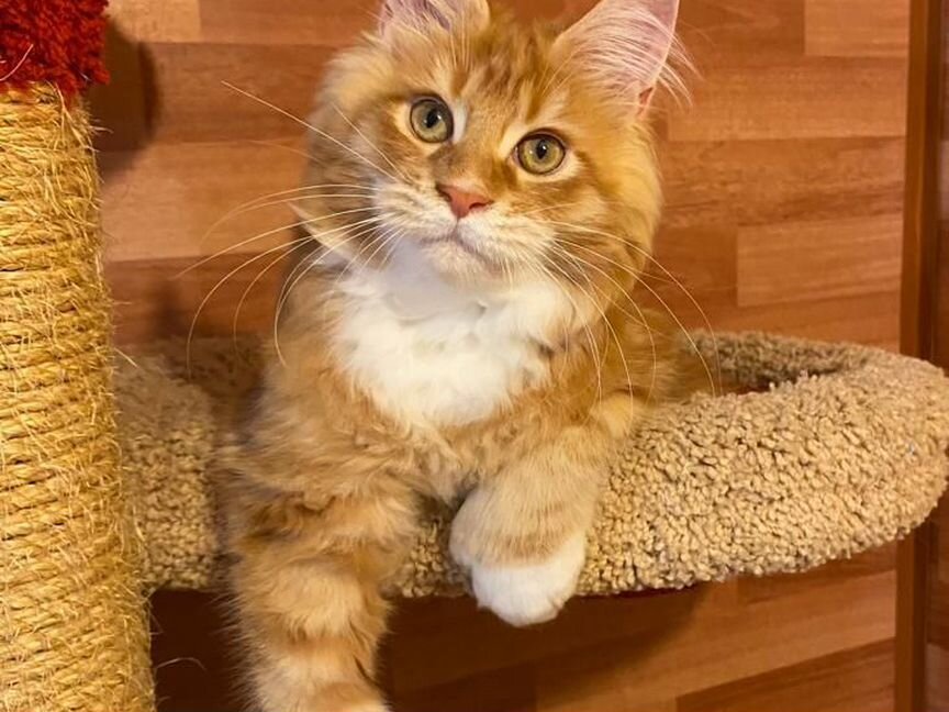 Котята мейн-кун полидакт