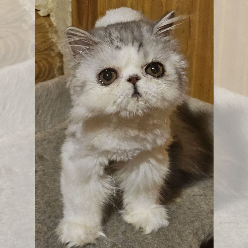 Персидский котёнок