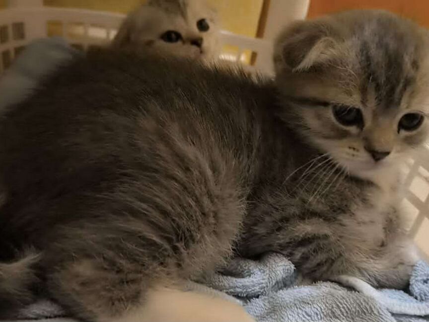 Шотландский вислоухий котенок