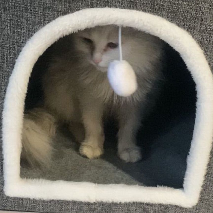 Лучшая кошка