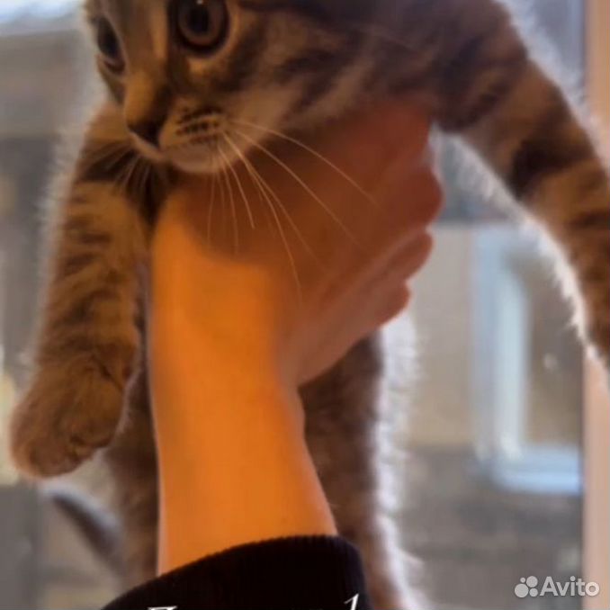 Полосатая котодевочка 1,5 мес