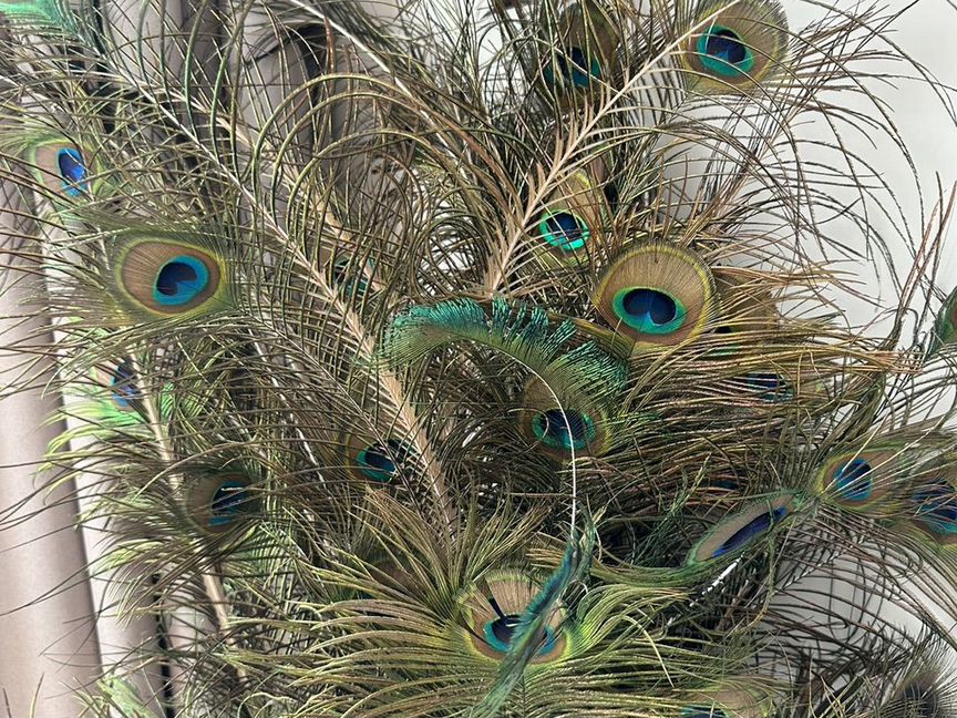 Перо павлина