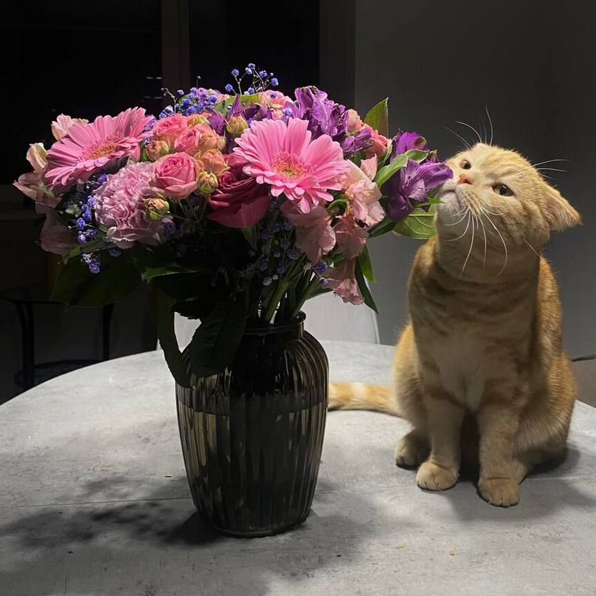 Отдам кота в добрые руки