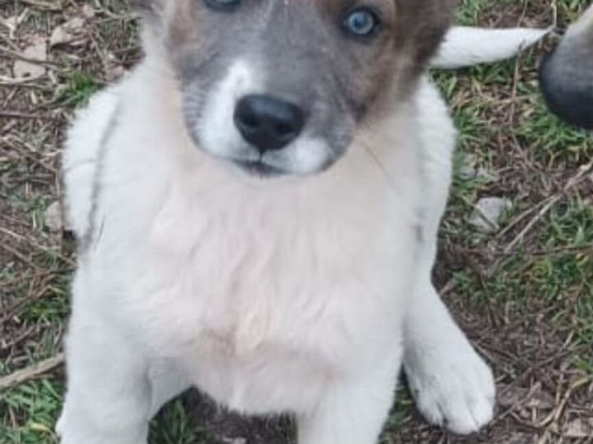 Голубогоазка выживает на улице