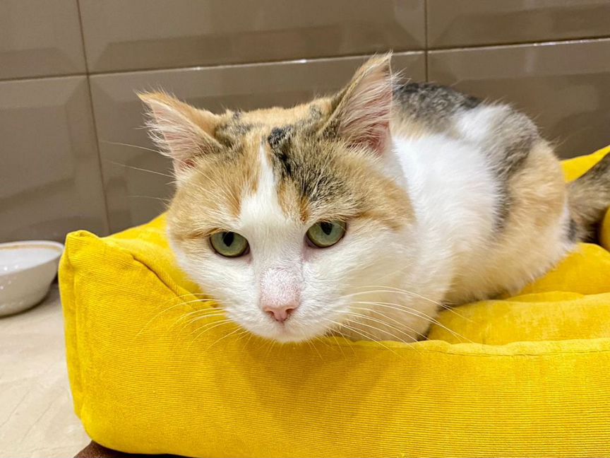 Трёхцветная кошечка Марфа ищет дом