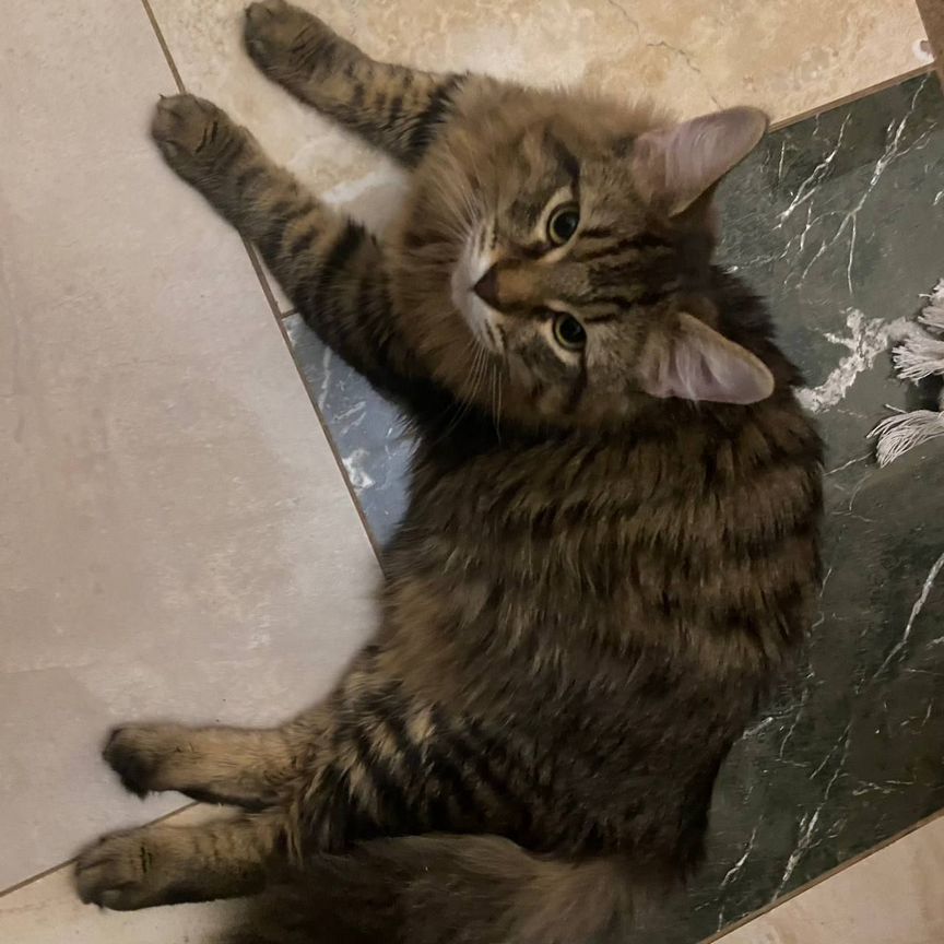 Котики в добрые руки