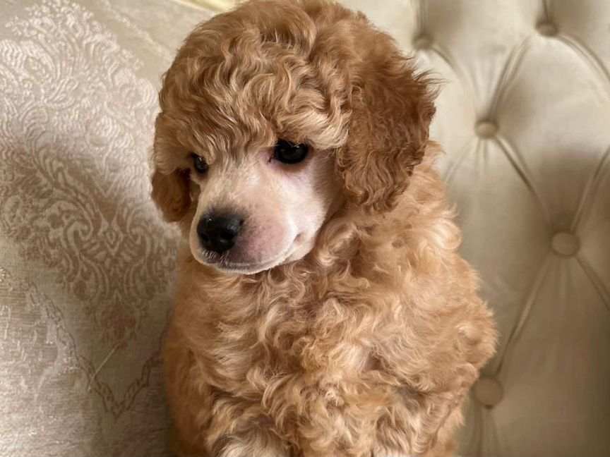 Щенки той пуделя