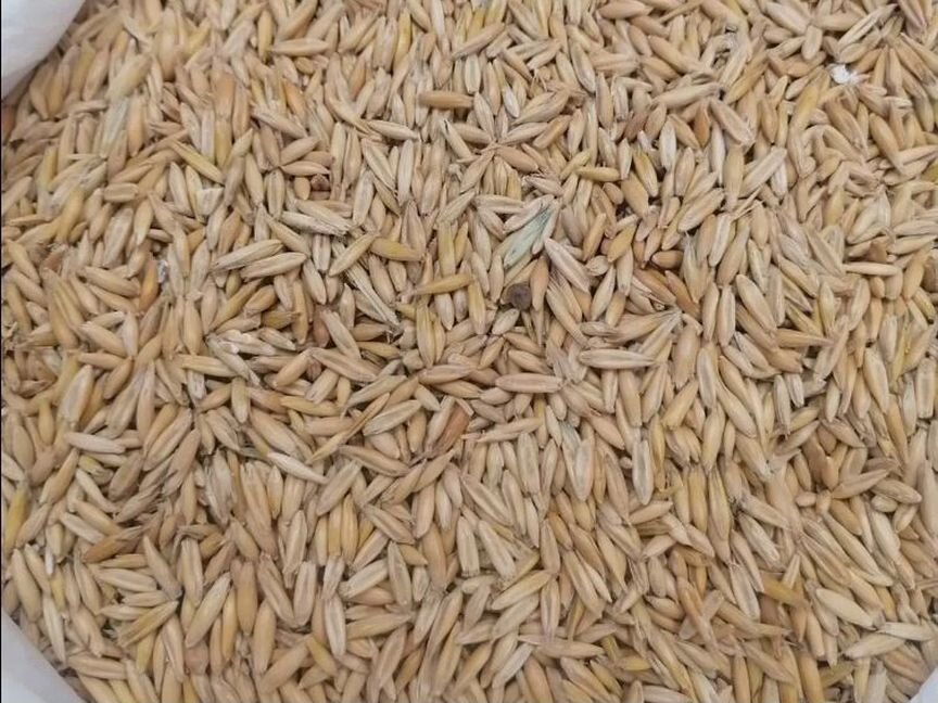 Фуражная кукуруза, Кормовая кукуруза на корм