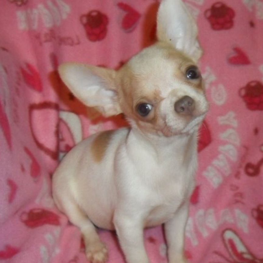 Чихуахуа, щенок
