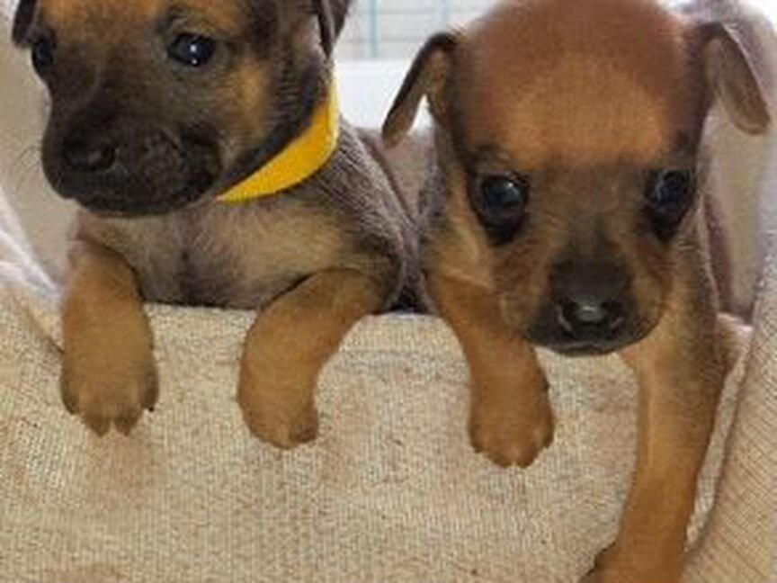 Той-терьер щенки